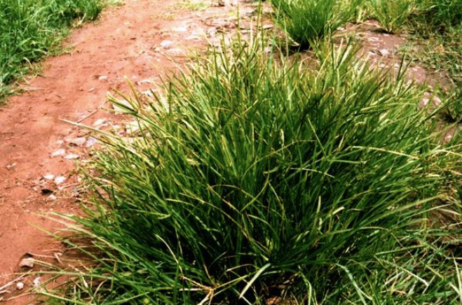 Una hierba milagrosa que muy pocos conocen - El Pípila